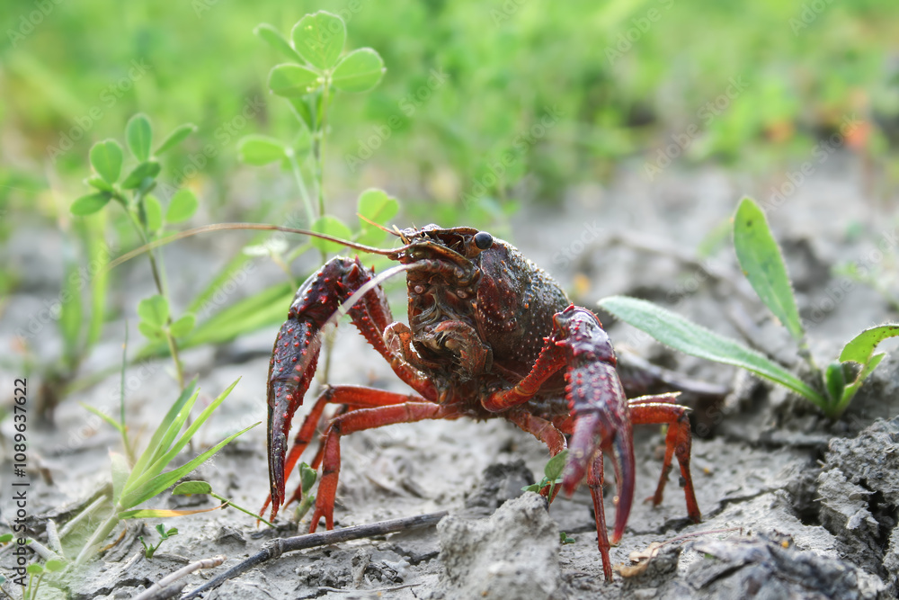 Red swamp crayfish in its natural habitat surrounded by green ...
