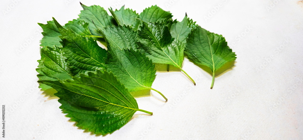 Perilla frutescens var frutescens green leaves with serrated leaf edges ...