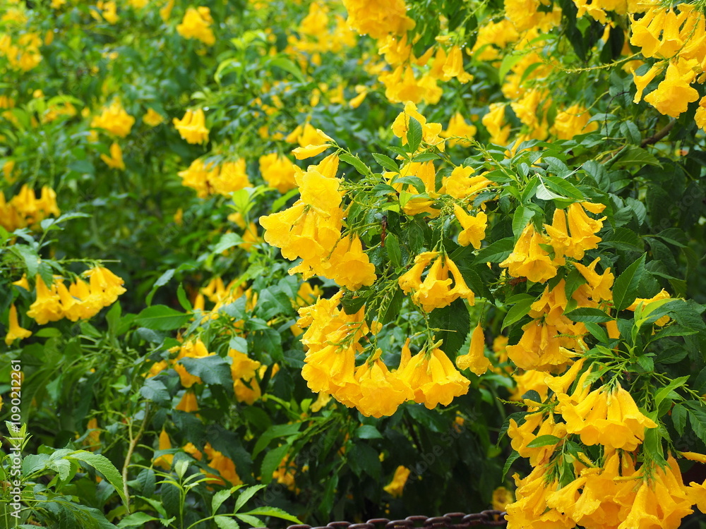 The yellow trumpet-shaped flowers are called Trumpet Vine. Yellow Bell ...