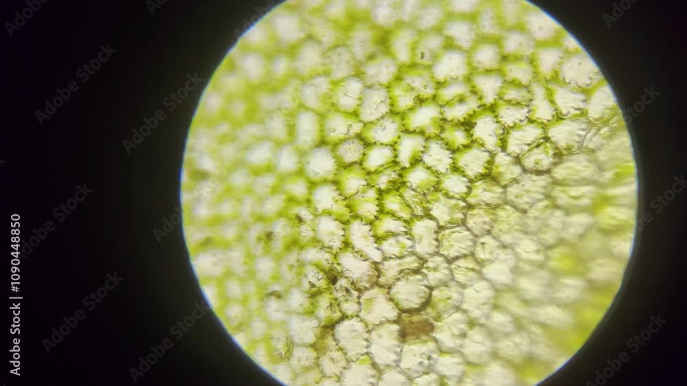 Stockvideon Green Plant Cells Under Microscope. Chloroplasts in Plant ...