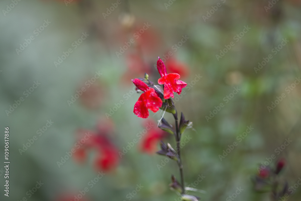 wonderful salvia coccinea flower, red flowers of sage, scarlet sage ...