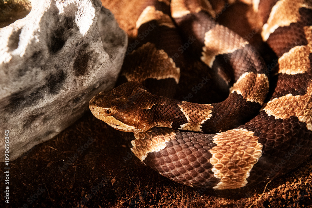 A Copperhead Viper Snake (Agkistrodon contortrix) in captivity ...