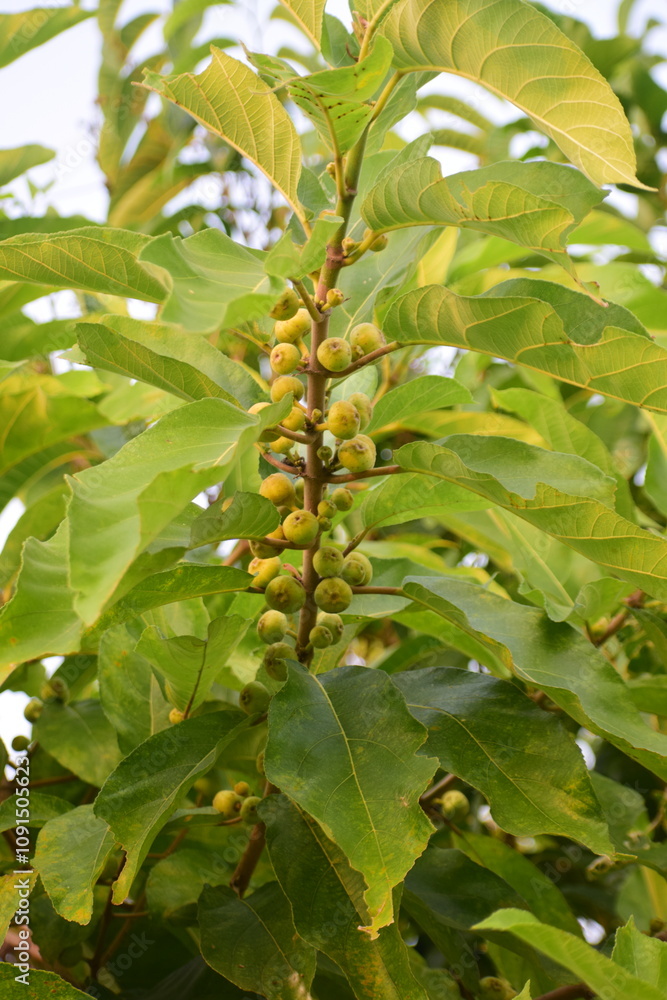 Ficus racemosa, the cluster fig, red river fig or gular, is a species ...