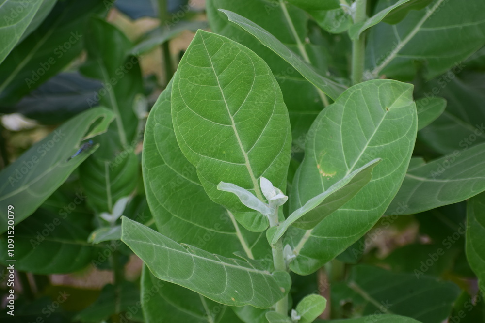 Calotropis gigantea (Giant calotrope), the crown flower, is a species ...
