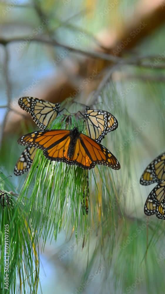 Vertical video in 4k 60 fps of a cluster of monarch butterflies (Danaus ...