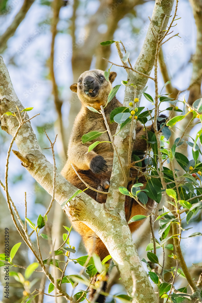 Lumholtz's tree-kangaroo is a rare, long-tailed marsupial found in ...