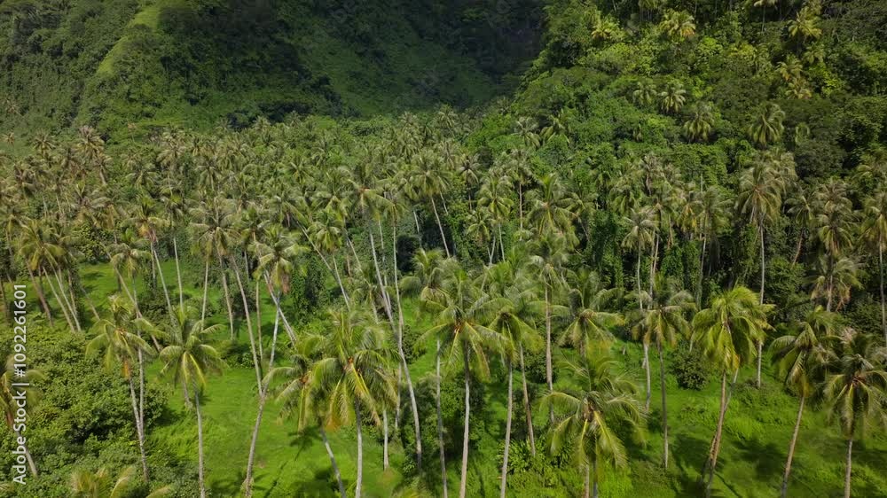 Row of coconut palm trees plantation North Shore Tahiti island French ...