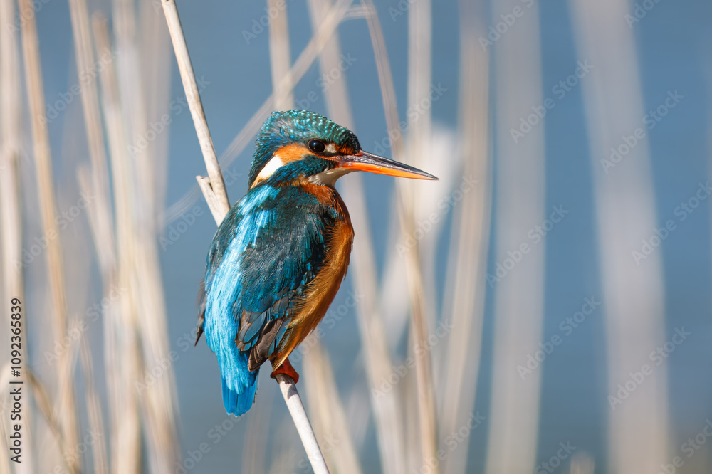 Guarda-rios com o nome cientifico de (Alcedo atthis). Pequena ave ...