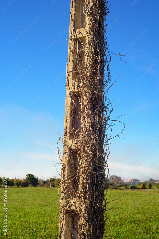 Ramas secas de enredadera en poste de hormigón en zona rural Stock ...
