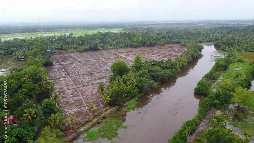 Areal view of rice field in Kerala, A triangular shaped Paddy field on ...
