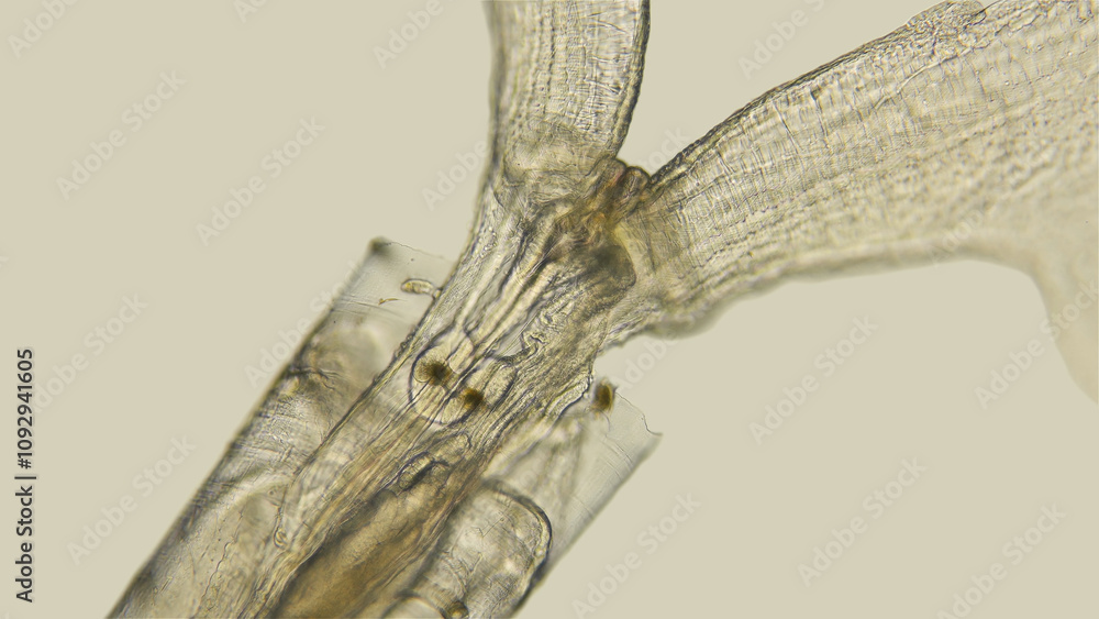 Swimming snails or Sea Butterflies under the microscope. Creseidae ...