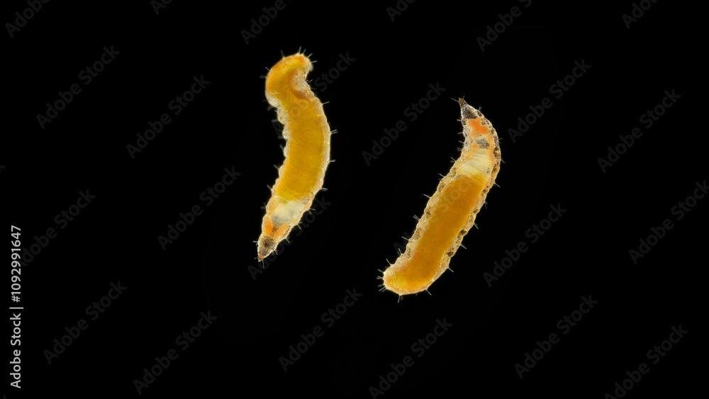 Larva insecta family Cecidomyiidae under a microscope. Gall midges ...