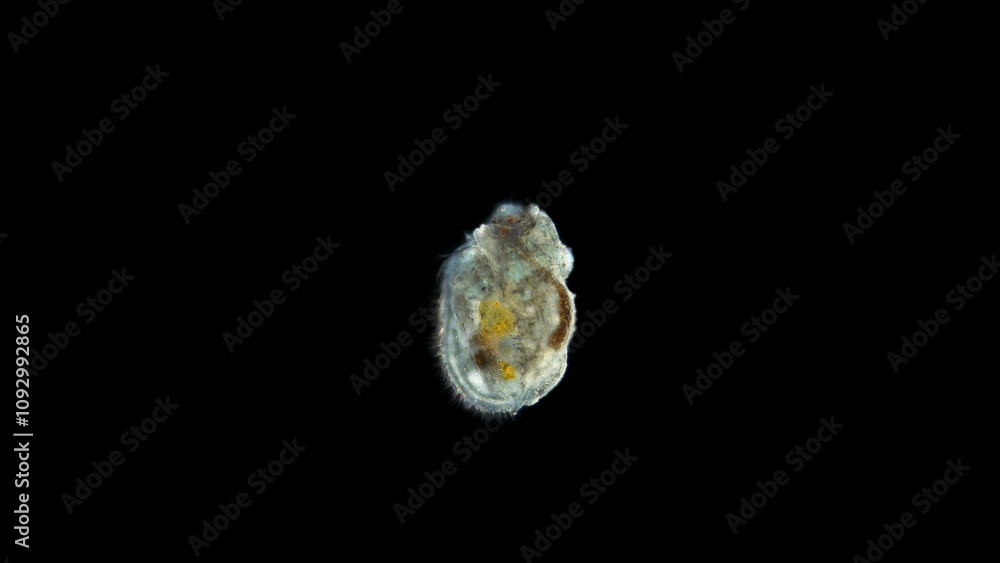 Foto de Larva Kamptozoa under a microscope, type Protostomia, family ...