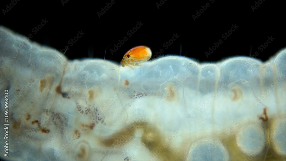 Poster An Arrenuridae mite larva was attached to a Hydrophilidae larva ...