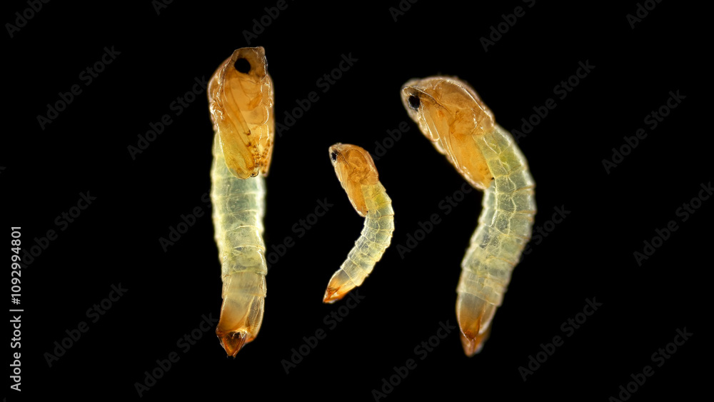 Larva of a mosquito under a microscope, order Diptera, an adult ...