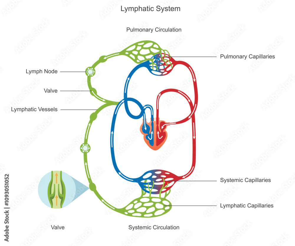 Lymphatic circulation transports lymph, a fluid containing immune cells, through lymph vessels ...