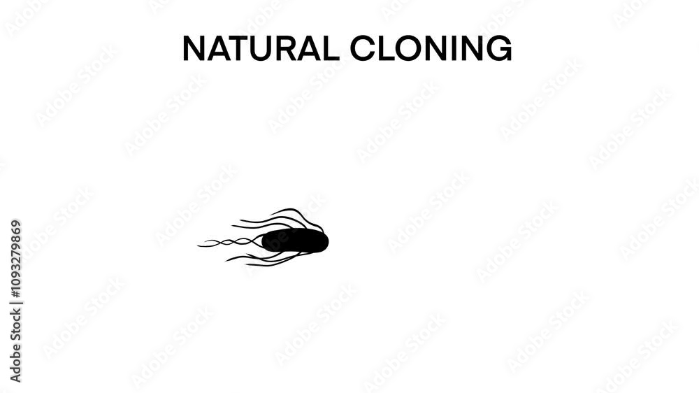 motion graphic of biology, Asexual reproduction, binary fission in ...