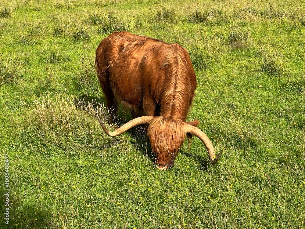 scottish highland cow in the grass Stock Photo | Adobe Stock