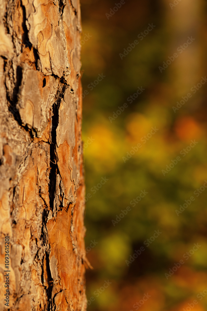 Trunk of a pine tree with cracked bark on the left in the sun Stock ...