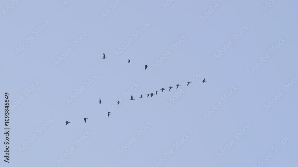 Birds Flying in V Formation. Flock of Birds in V Shaped Flight ...