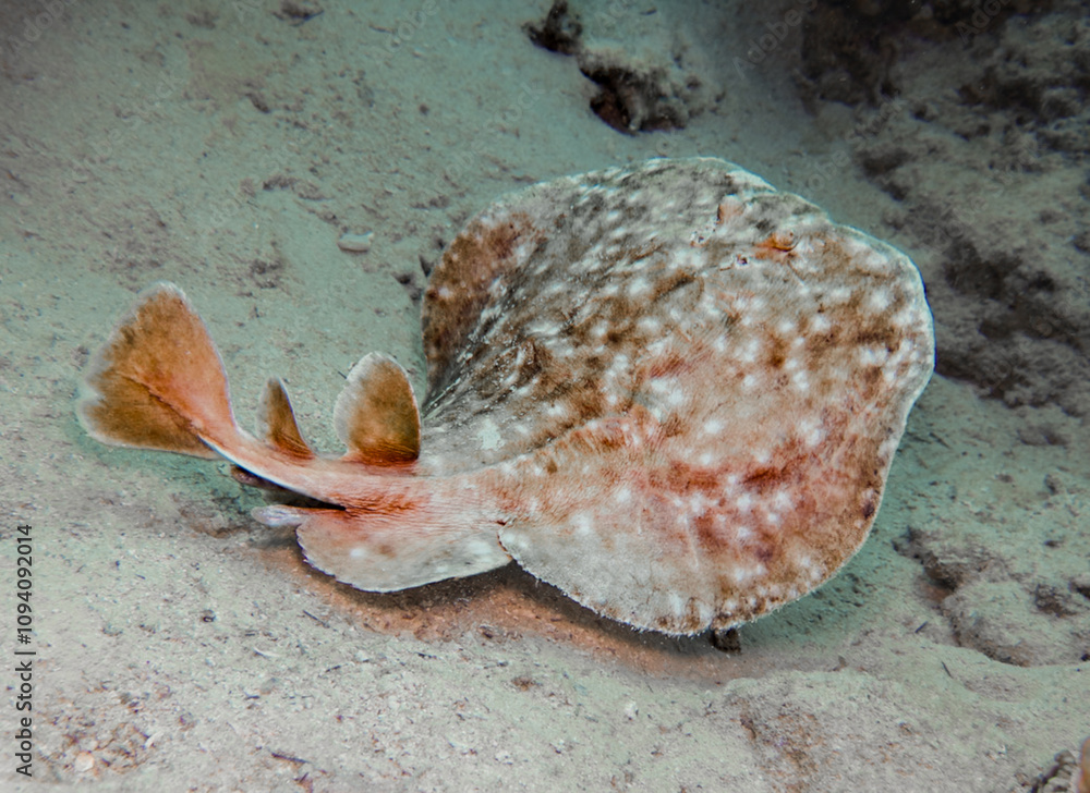 Poster Marbled torpedo ray from the Red Sea – Wall Art | UkPosters