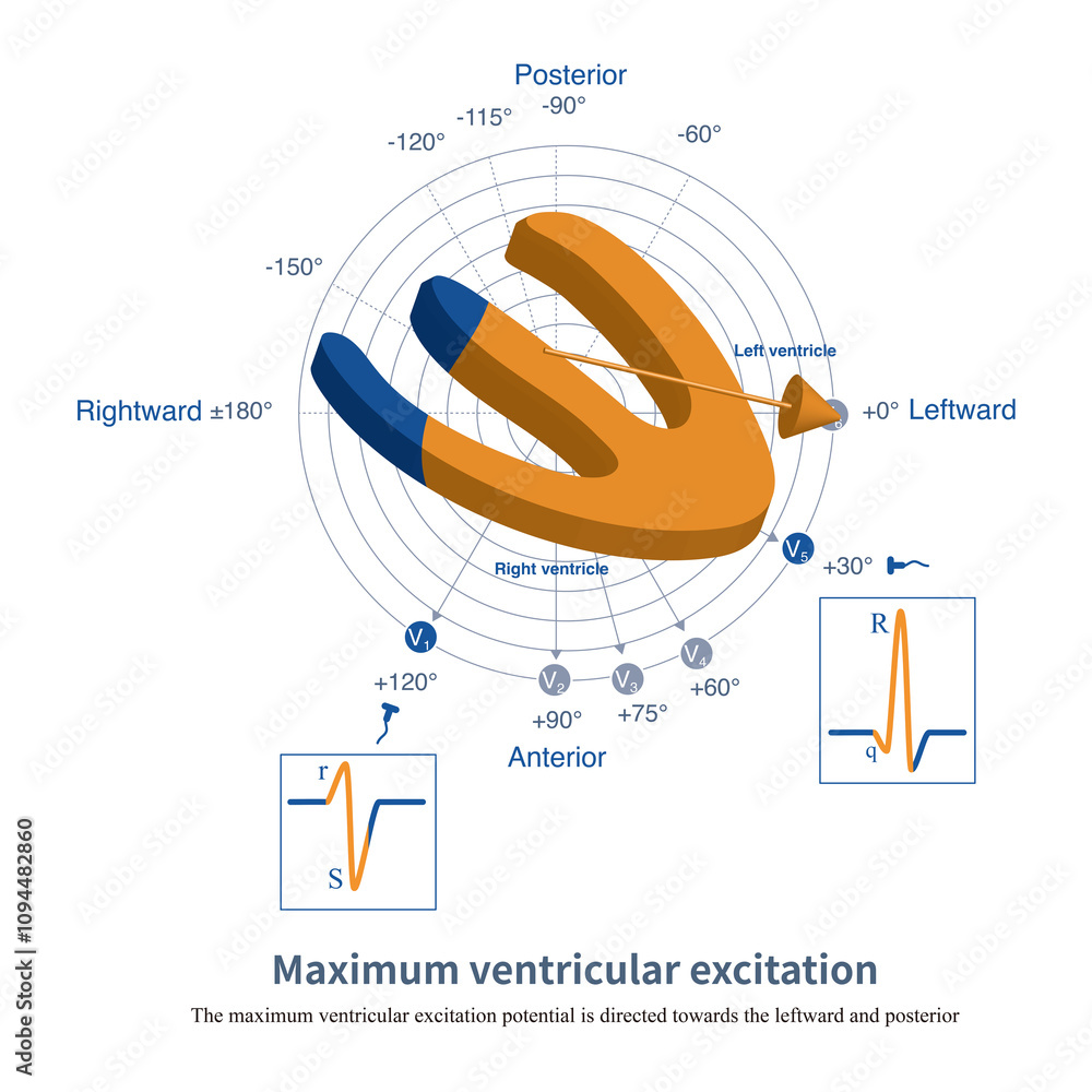 Due to the large mass of the left ventricle, the dominant excitation ...