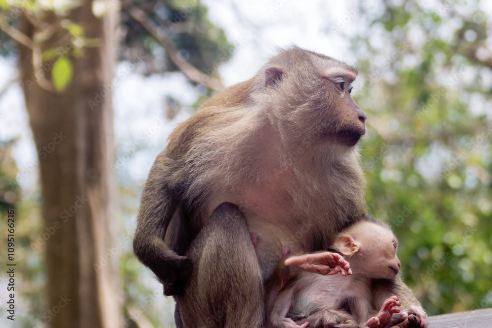 pig-tailed macaque (Macaca leonina) in Vietnam. Mother and child are doing fine Stock Photo ...