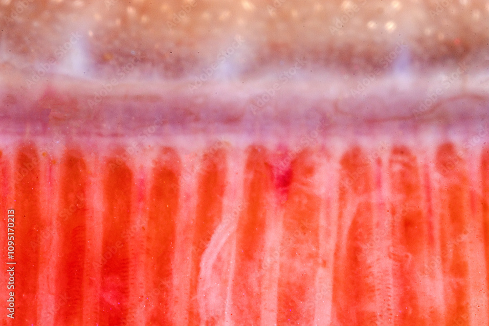 Anatomy of fish. The gills of a fish, gill lamellae, branchial spine ...