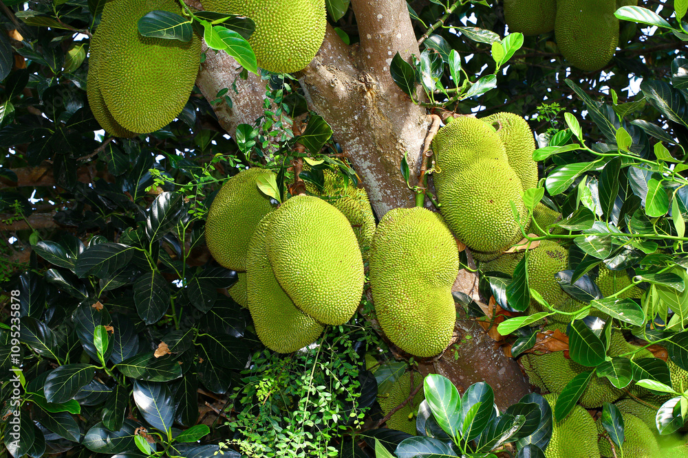 Image of jackfruit, a large, spiky fruit that grows in tropical ...