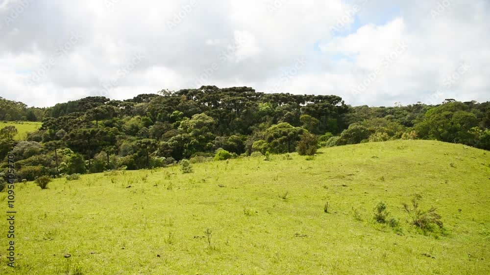 Campos de cima da serra - Brazilian subtropical highlands grasslands in ...