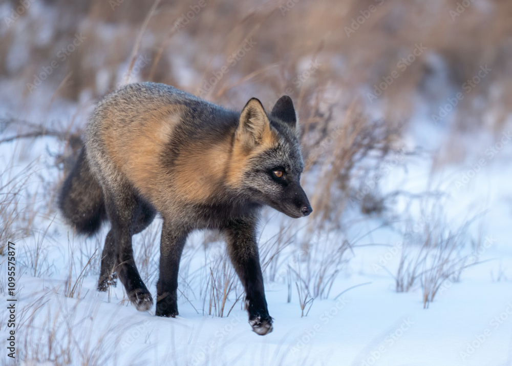 The cross fox is a partially melanistic colour variant of the red fox ...