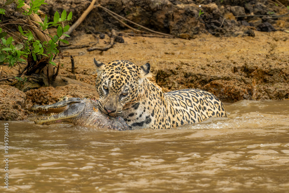 Poster Jaguar with Caiman – Wall Art | UkPosters