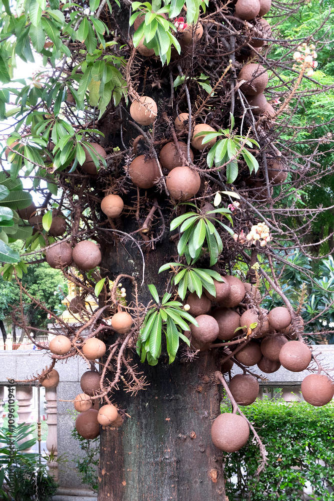 Sal tree or Cannonball tree or Shorea robusta with fruits in temple at ...