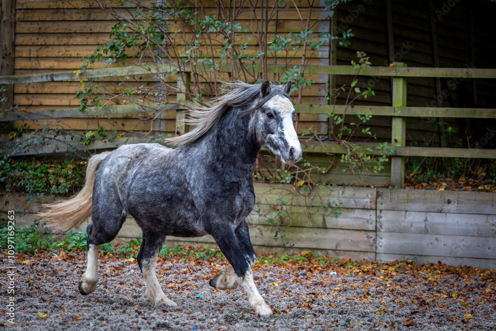 Grey Section A Welsh cob gelding in a outdoor school, Image shows a 4 ...