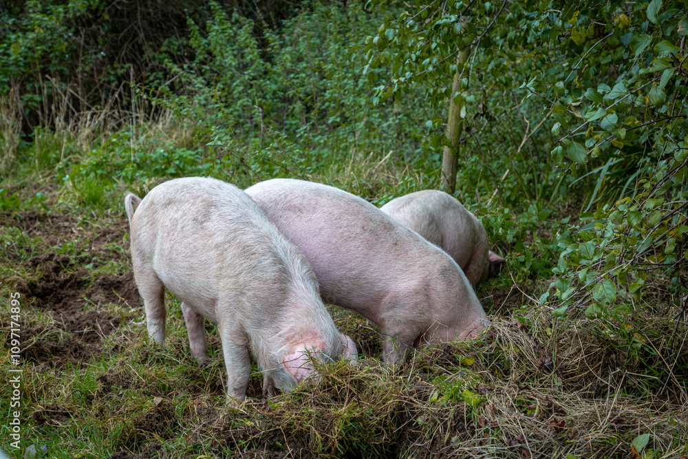Three 13 week old piglets consisting of two girls and one boy turning ...