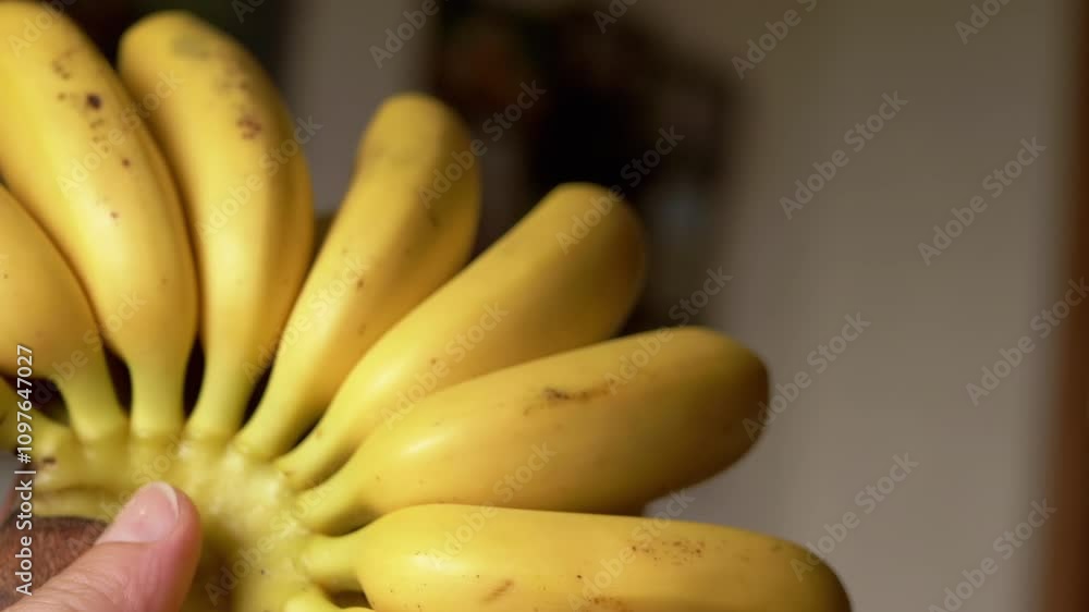 Detailed view of a banana bunch stem held by a hand. This unique ...
