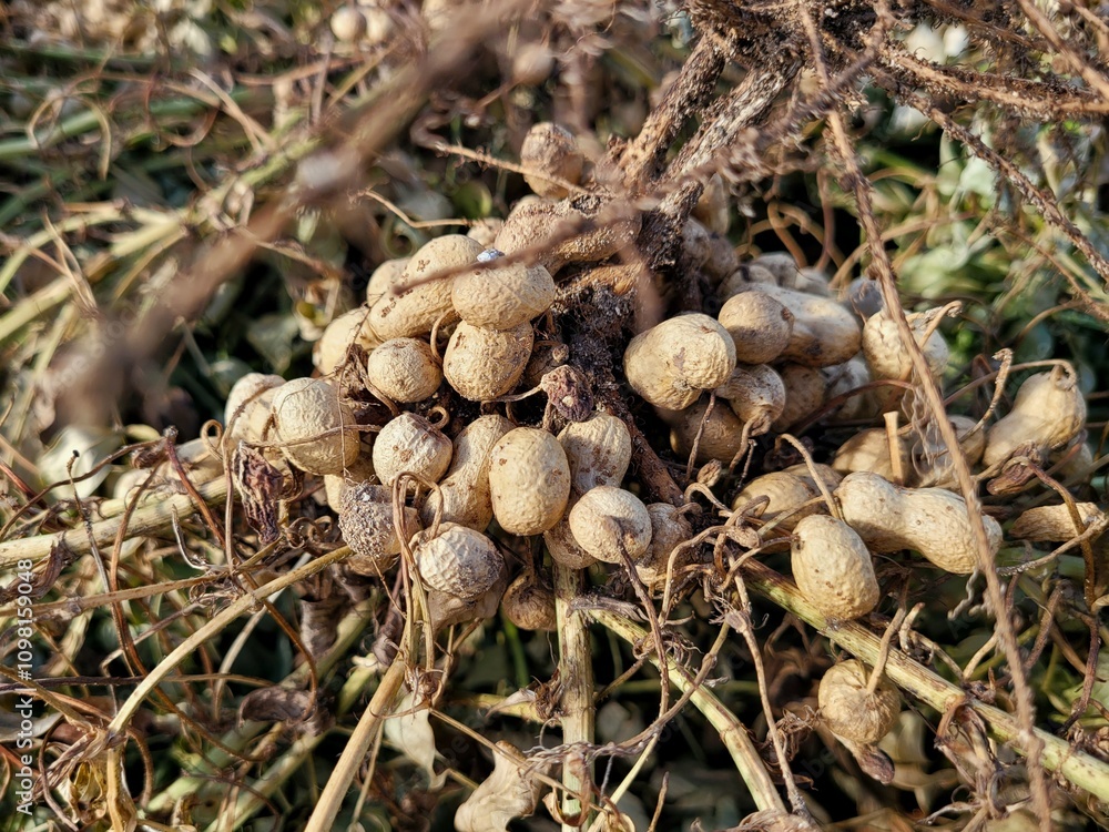 Poster Peanuts, Korean peanut field view – Wall Art | UkPosters