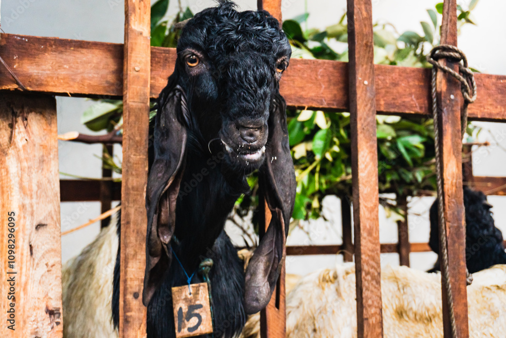 Portraits of Goat or Sheep for the preparation of sacrifices on Eid al ...
