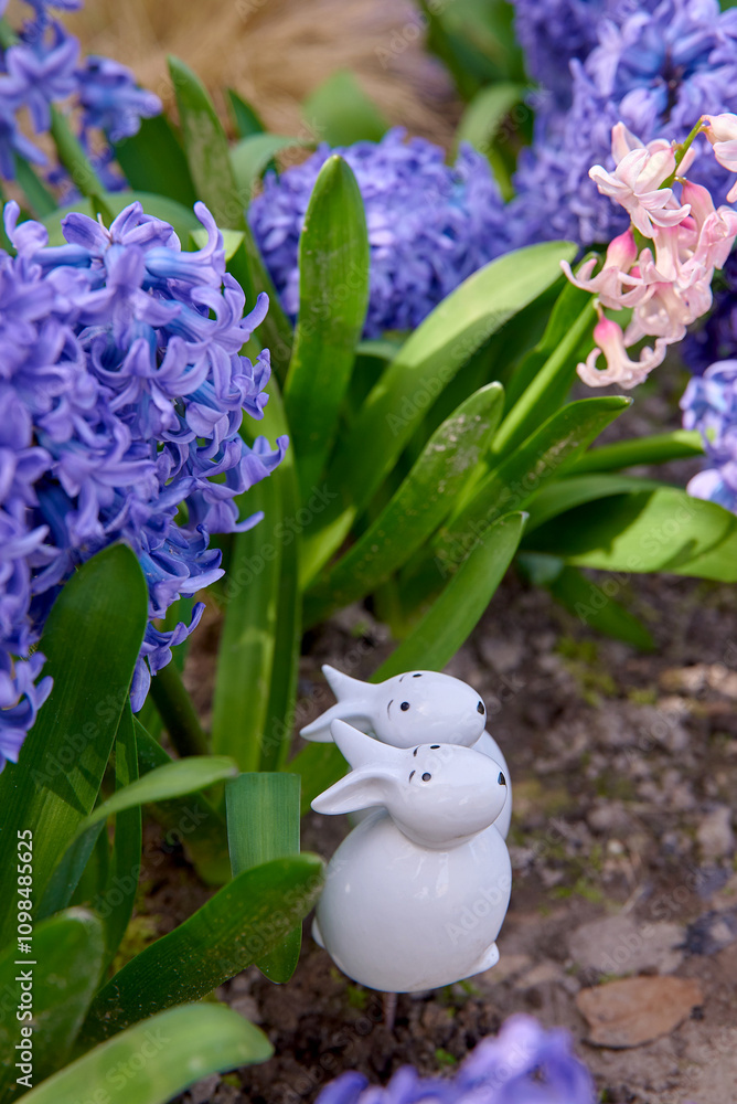 hiacynty, kwiat, fiolet, jary, charakter, kwiat, jardin, lavenda ...