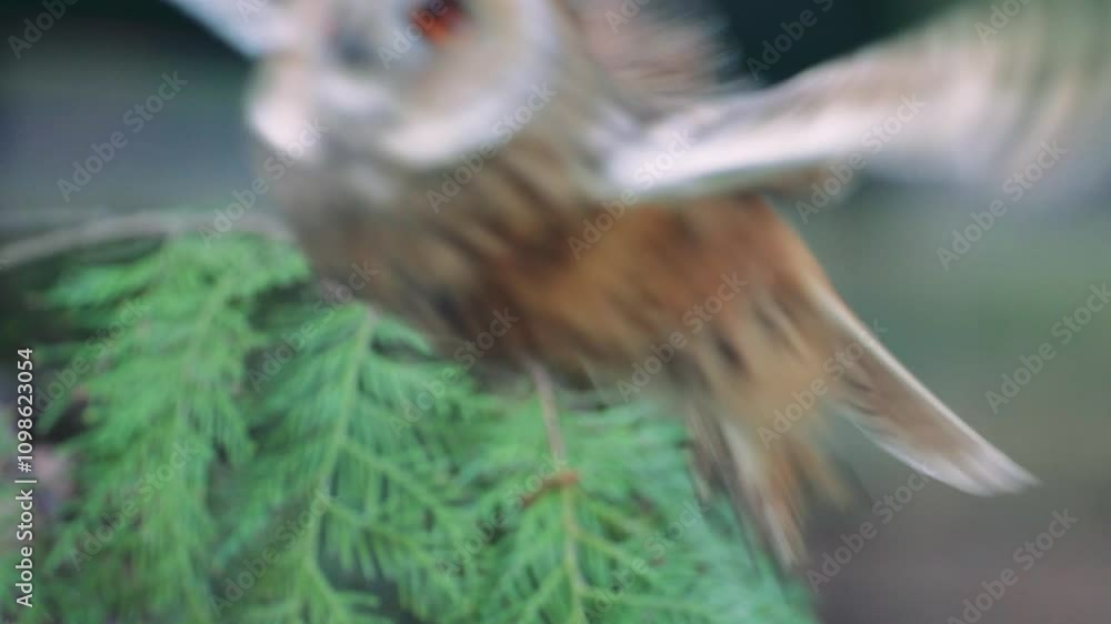 Owl sitting in the forest with blurred green leaves in the foreground ...