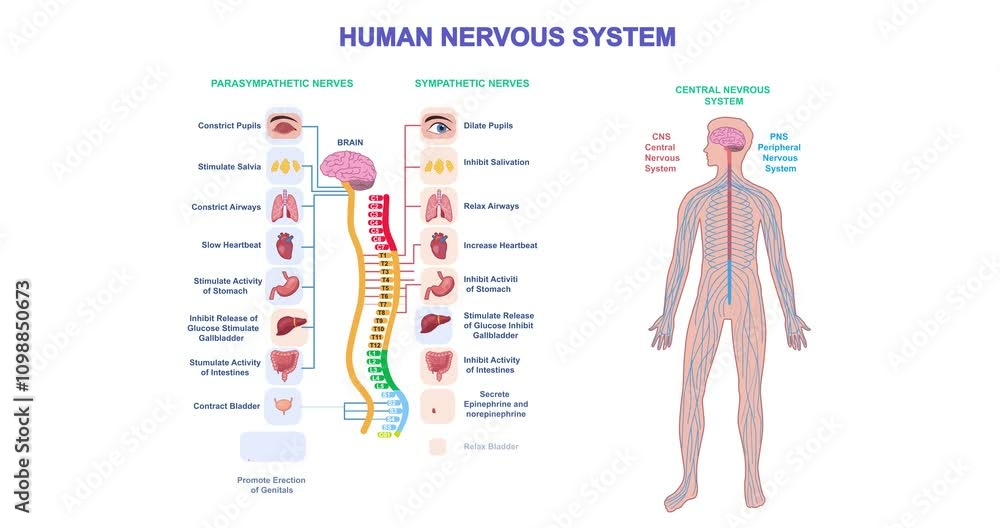 Human nervous system. Moving banner with medical infographics ...