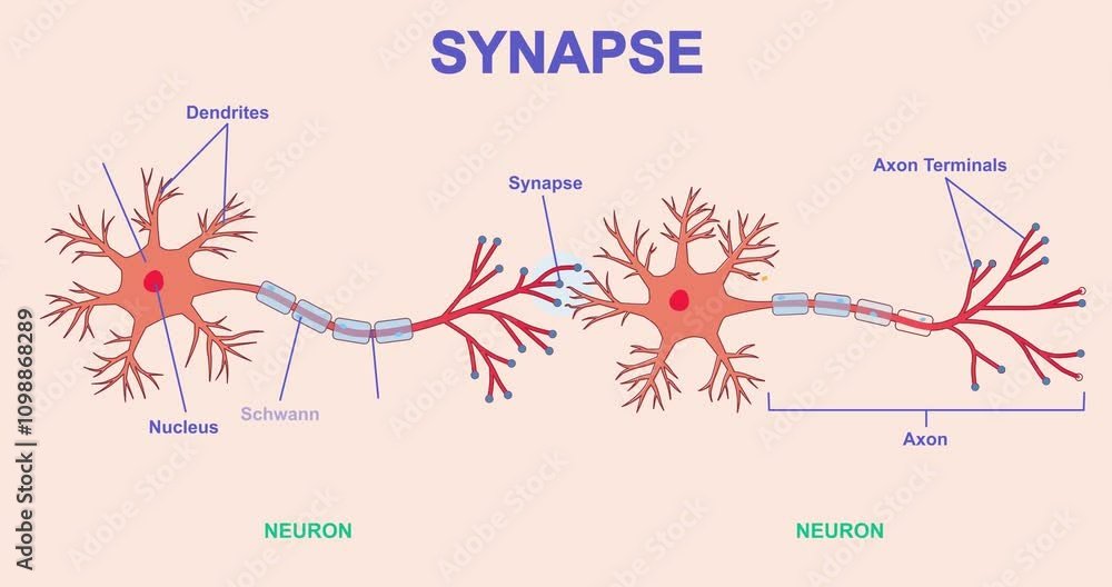 Brain synapse structure. Moving banner with scheme of nerve. Anatomy ...