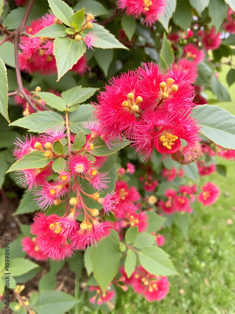 Flowering bush smoke tree of red cotinus coggygria. Beautiful fluffy ...