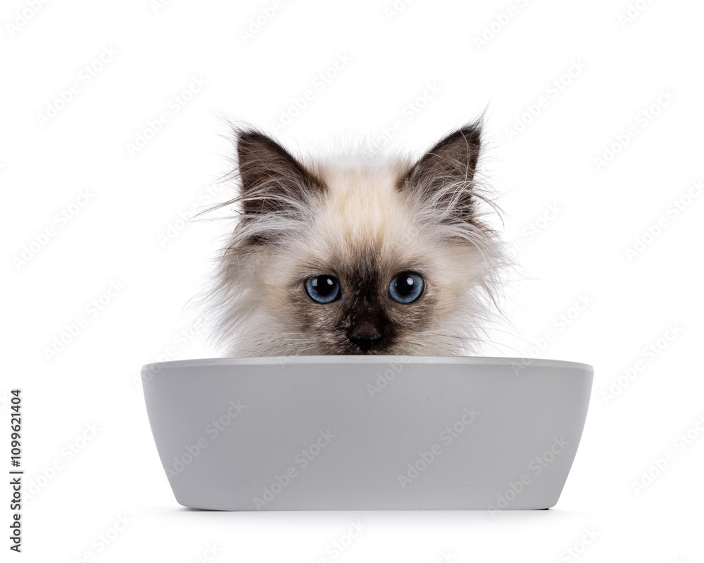 Adorable tortie Sacred Birman cat kitten, laying behind gray food bowl ...