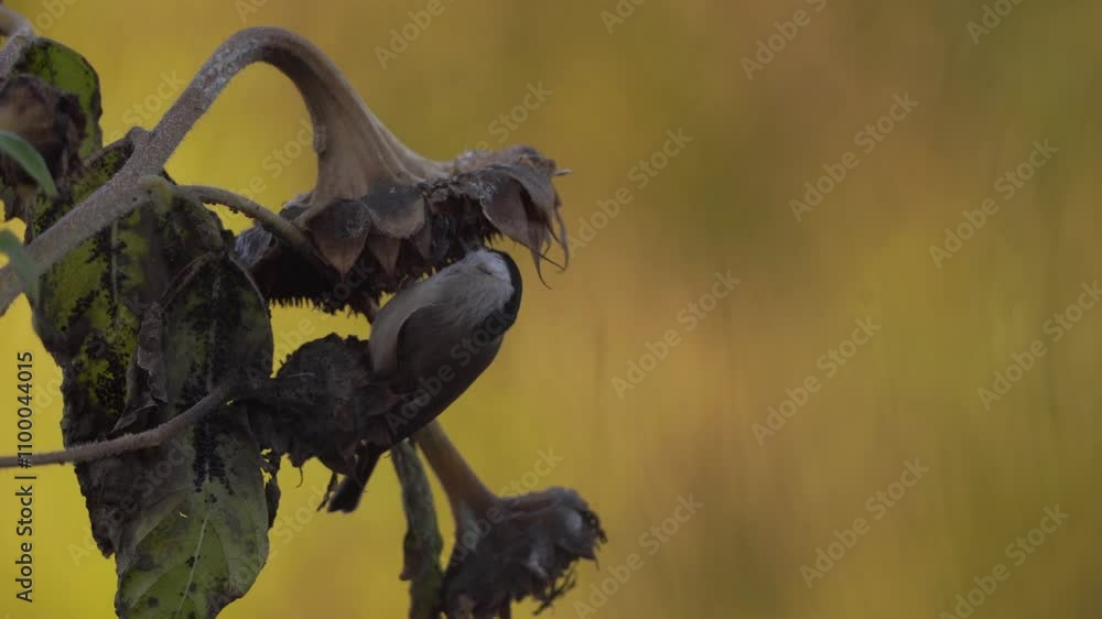plan fixe avec zoom avant d'un moment de vie, avec une mésange nonette ...