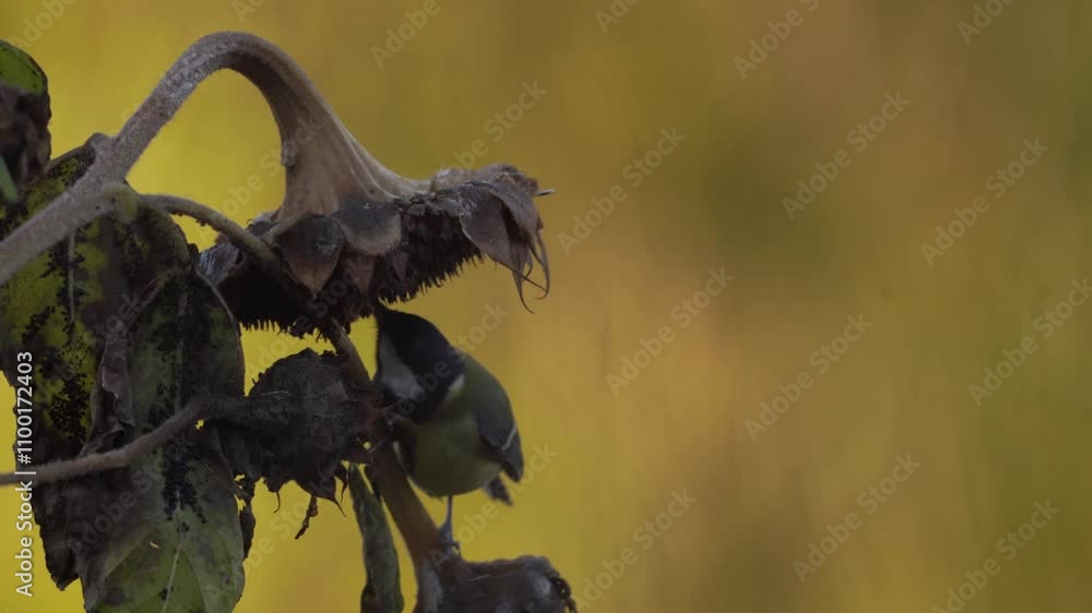 plan fixe avec zoom avant sur une fleur de tournesol, avec une bataille ...
