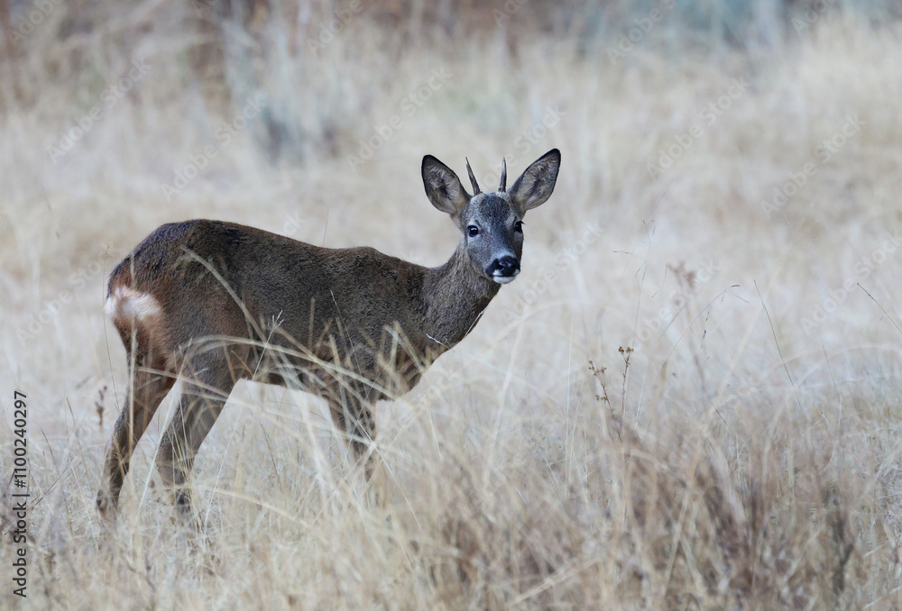 Roe deer (Capreolus capreolus) in a dry grassland looking at the camera ...