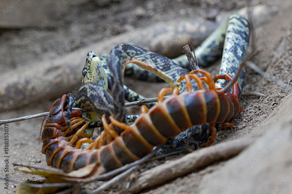 A ringed tree boa (corallus annulatus) is fighting with a peruvian ...