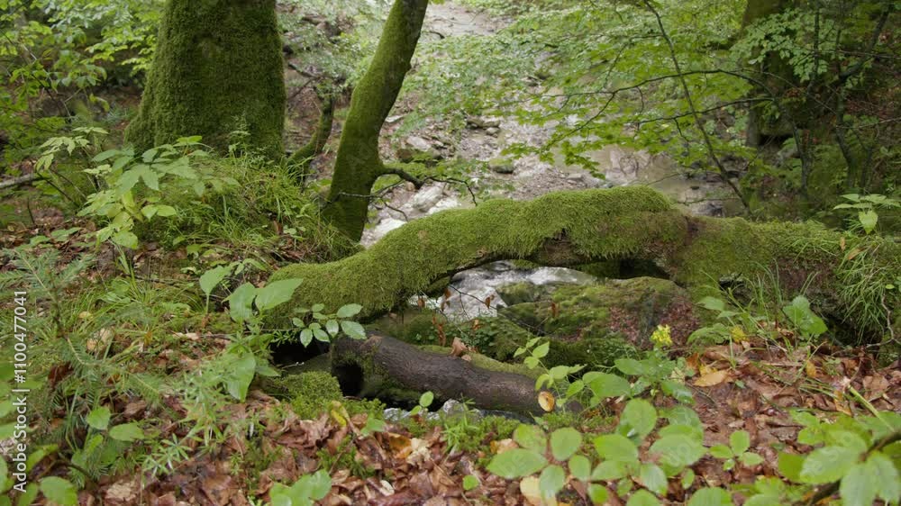 A Mystical Forest Scene With Moss-Covered Branches, Perfect for ...