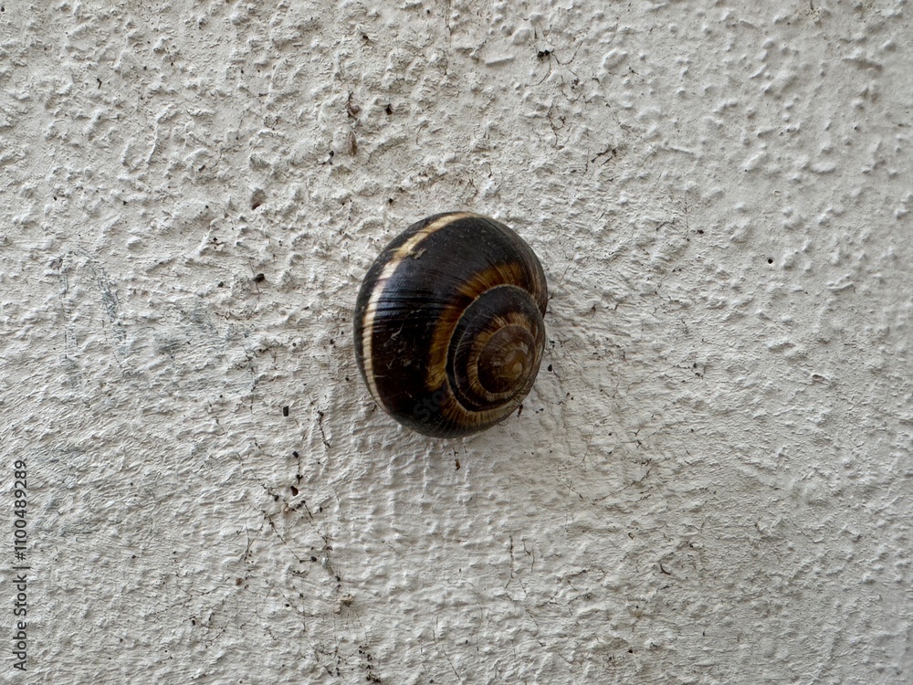 Turkish snail (Helix lucorum). Edible garden snail isolated on a white ...